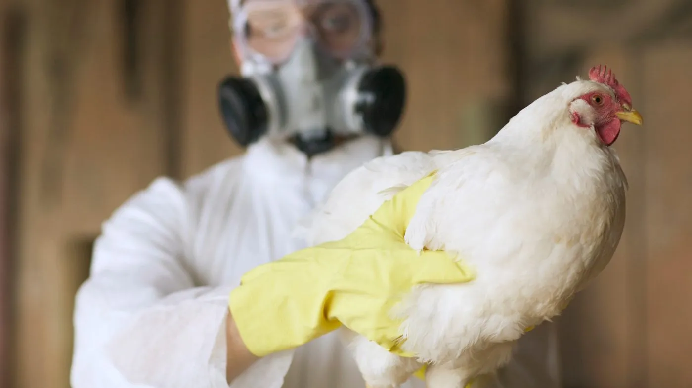 Bird Flu Outbreak 2025 in USA | Daily News Round-Up