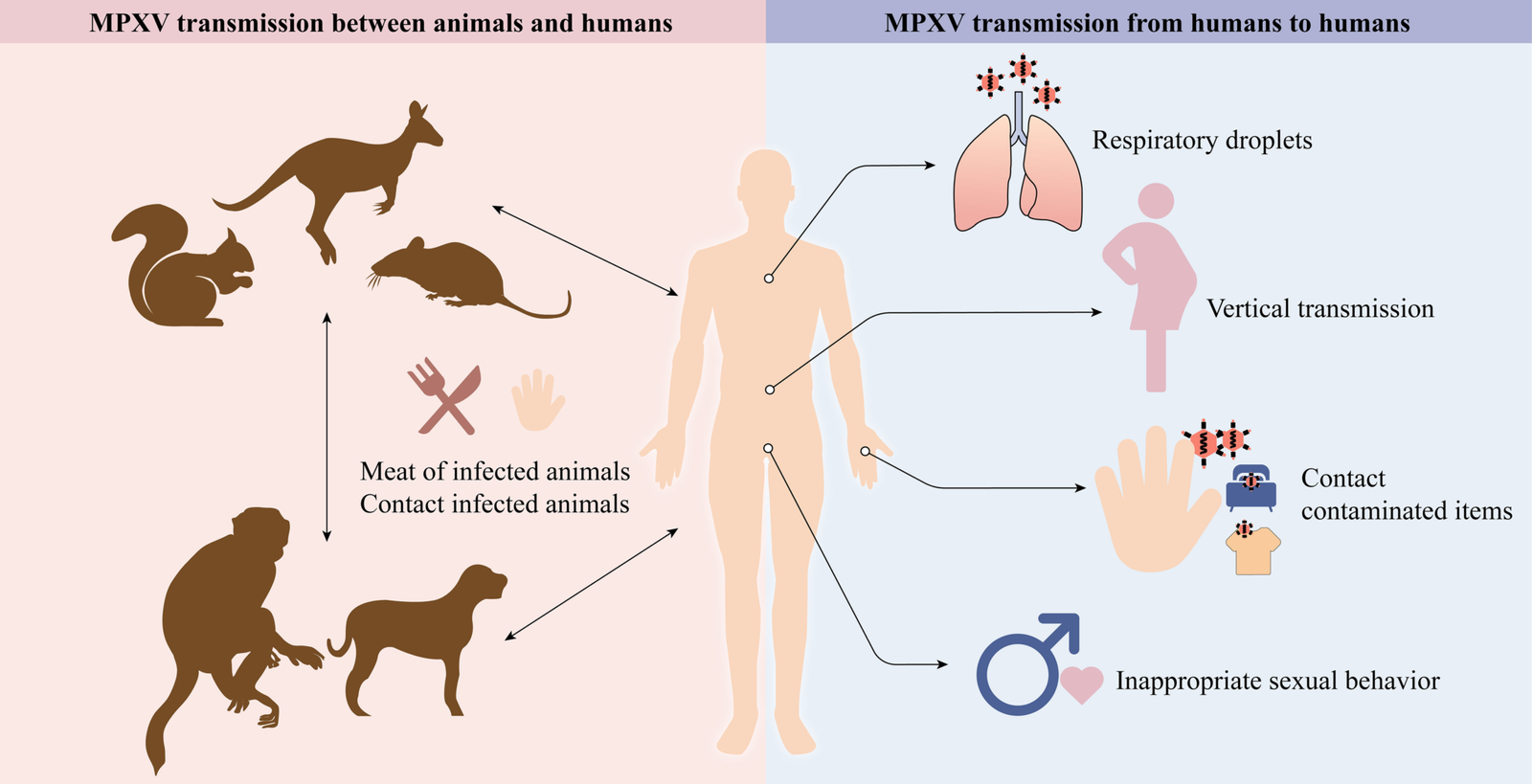 Disease Ecology 101: How Pathogens Emerge and Persist in Ecosystems